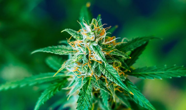 Top 11 Most Exotic Weed Strains (2023) - Area 52